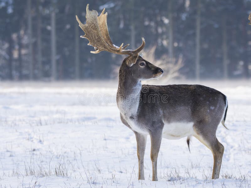 Spotted Fallow Deer in Winter Landscape Stock Image - Image of animals ...