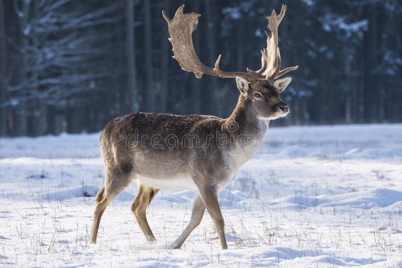 Spotted Fallow Deer in Winter Landscape Stock Image - Image of dawn ...
