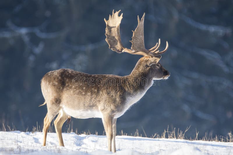 Spotted Fallow Deer in Winter Landscape Stock Photo - Image of animals ...