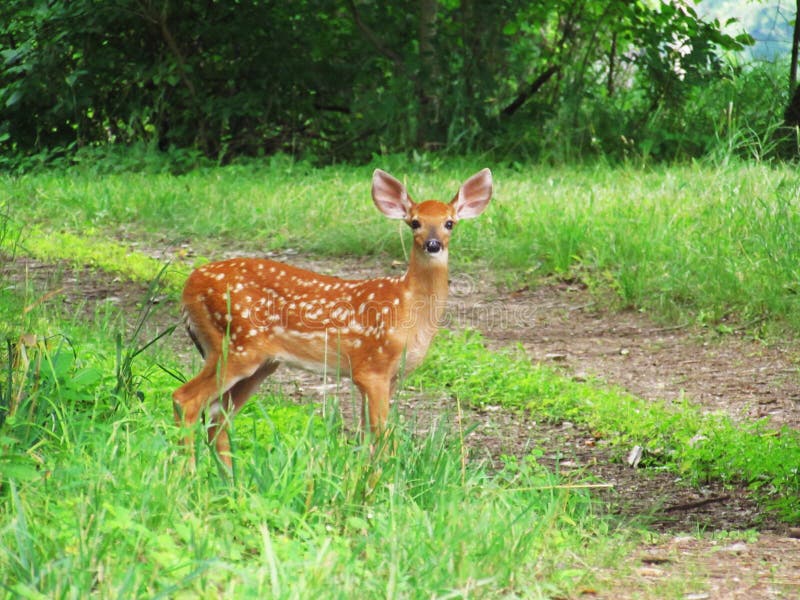 Spotted fawn stock photo. Image of grass, deer, spottedfawn - 87756500