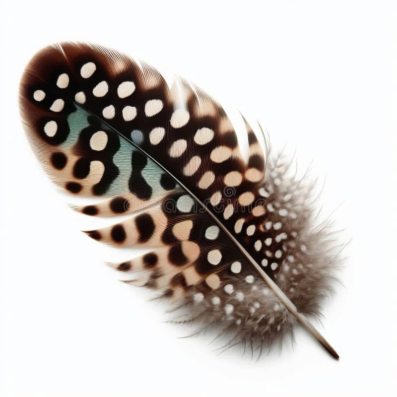 Spotted Feather Stock Illustrations – 1,561 Spotted Feather Stock ...