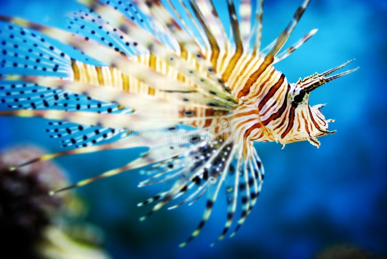 Spotted Fin Lionfish stock photo. Image of aquarium, fins - 1606838