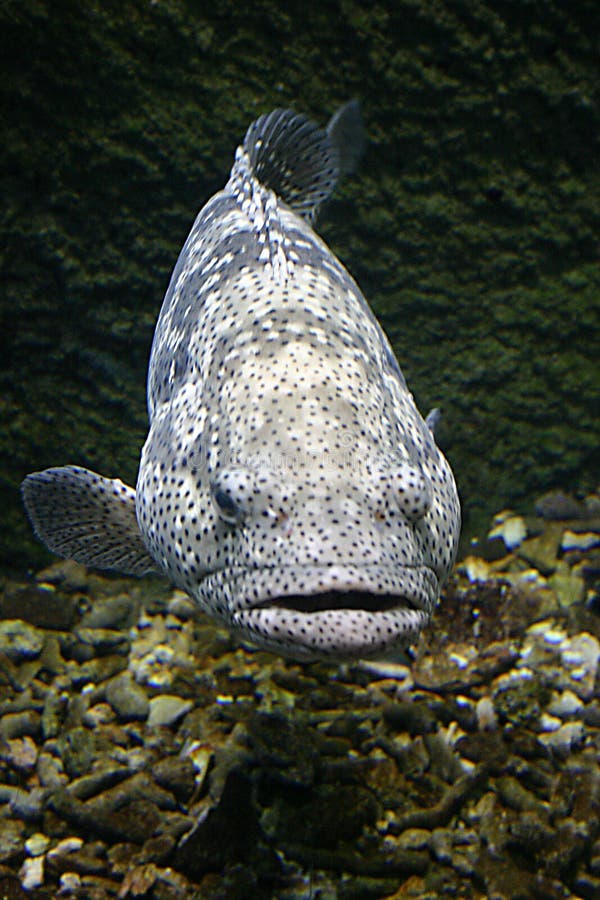 Coddfishl stock image. Image of cephalopholis, underwater - 2247875