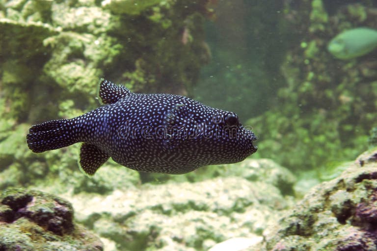 16,670 Spotted Fish Stock Photos - Free & Royalty-Free Stock Photos ...