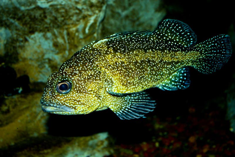 Spotted fish at aquarium stock photo. Image of fish, diving - 30473460