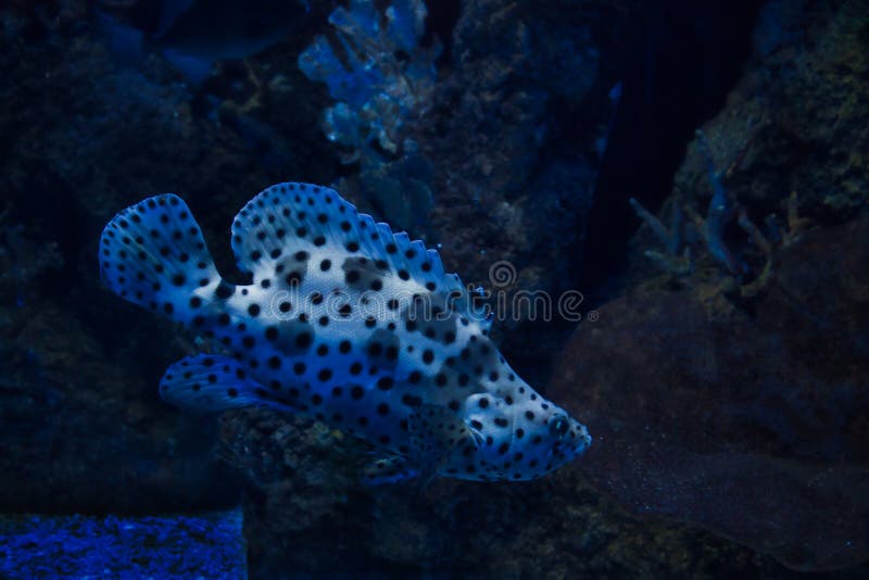 Spotted Fish in a Tank Aquarium Stock Image - Image of inside, maltese ...