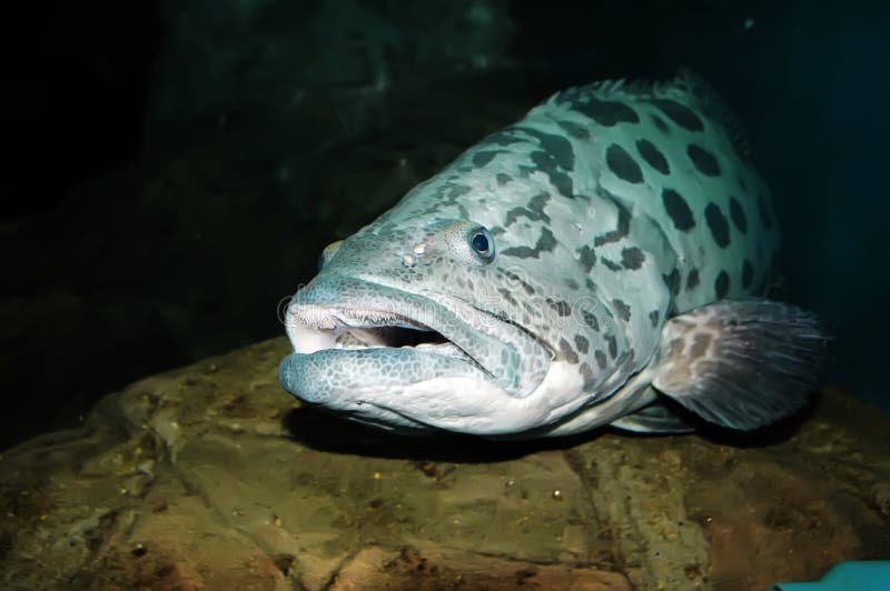 Platypus stock photo. Image of underwater, bill, animals - 28577812