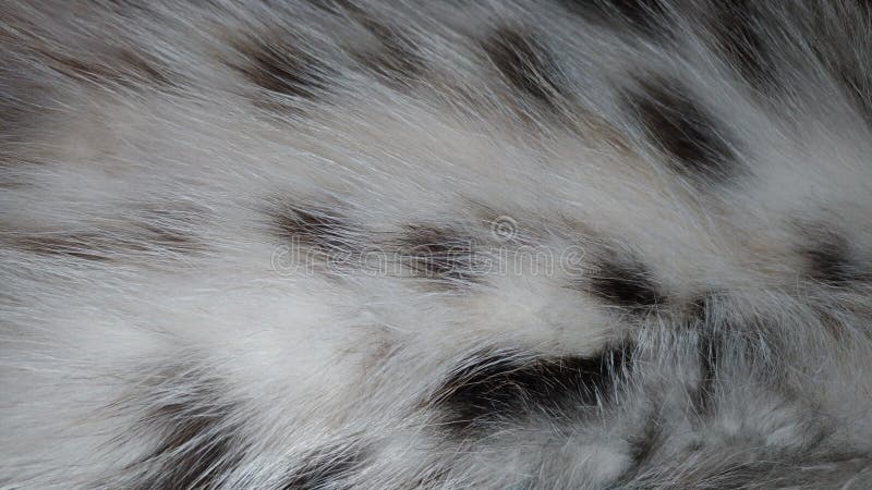 Spotted fluffy fur stock image. Image of looks, belly - 98137863