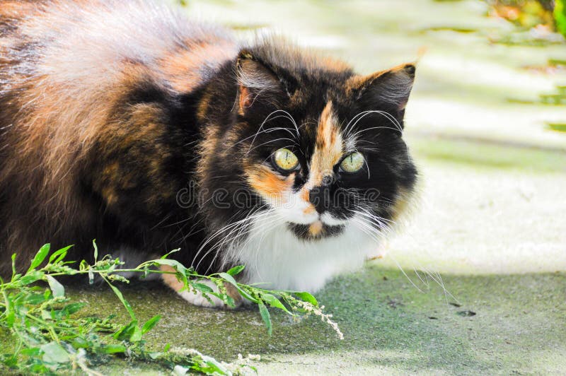 Spotted Fluffy Multicolor Cat Stock Image - Image of beggar, kitty ...