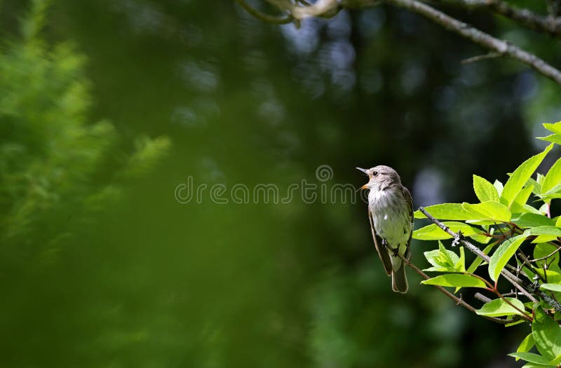 Spotted Flycatcher on a Branch of Hydrangea Bush Stock Photo - Image of ...