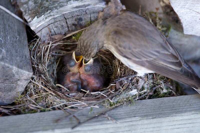 Spotted Flycatcher Feeding Hungry Hatchlings Stock Image - Image of ...