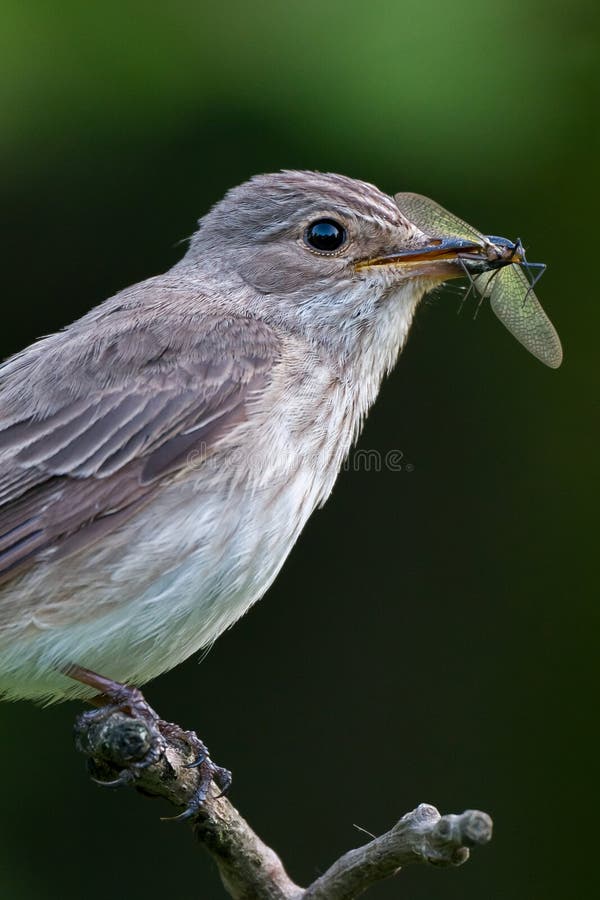 Spotted Flycatcher, Muscicapa Striata with Prey in Beak. Stock Photo ...