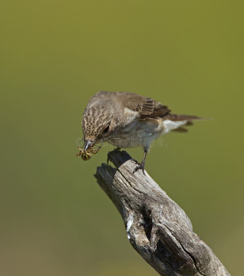 Spotted Flycatcher stock photo. Image of birds, bird - 47422722