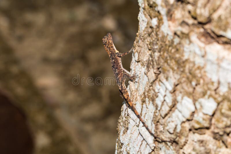Flying Dragon Lizard 2 stock photo. Image of species, flying - 2231830
