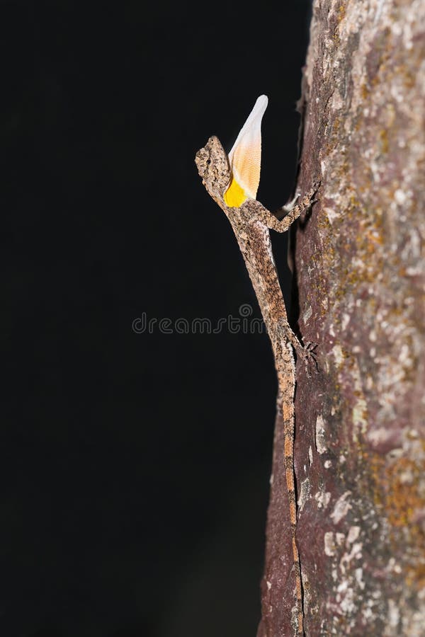 Spotted Flying Dragon or Orange-winged Flying Lizard with Gular Stock ...
