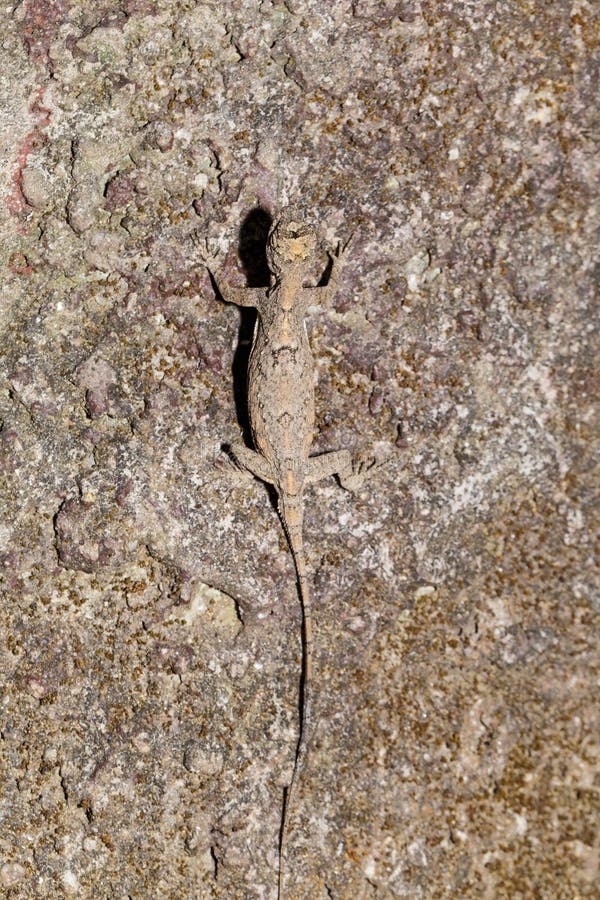 Spotted Flying Dragon or Orange-winged Flying Lizard (Draco Mac Stock ...