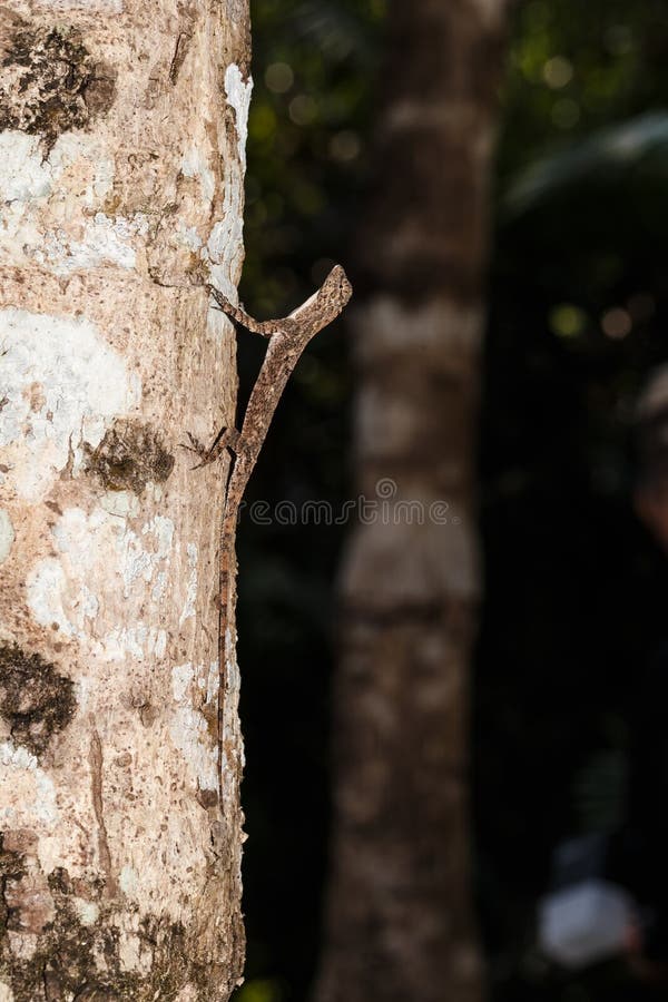 Spotted Flying Dragon or Orange-winged Flying Lizard Stock Image ...