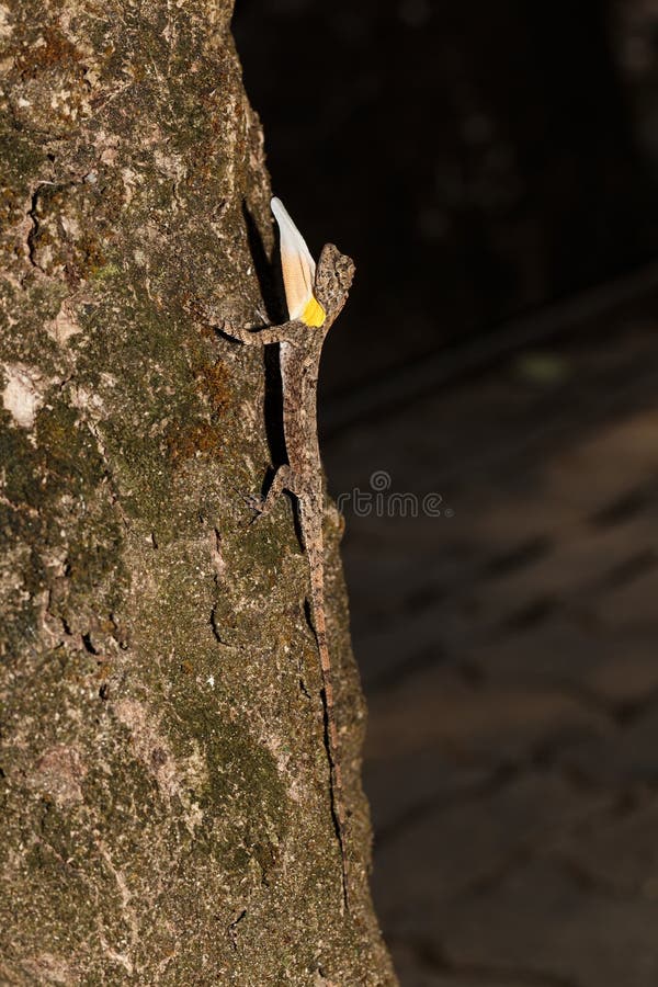Spotted Flying Dragon or Orange-winged Flying Lizard with Gular Stock ...