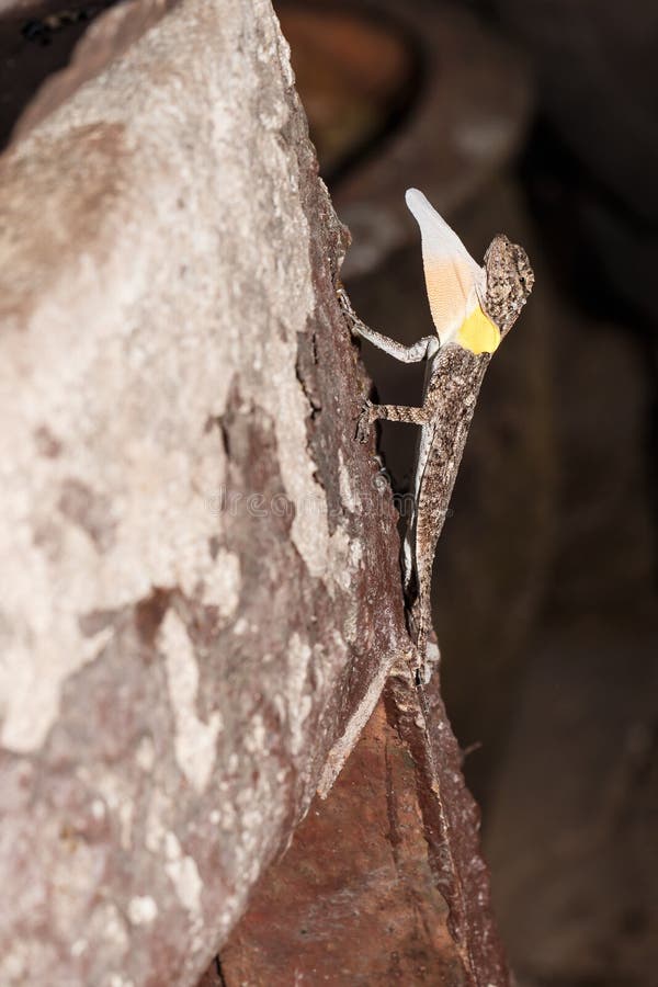 Spotted Flying Dragon or Orange-winged Flying Lizard with Gular Stock ...