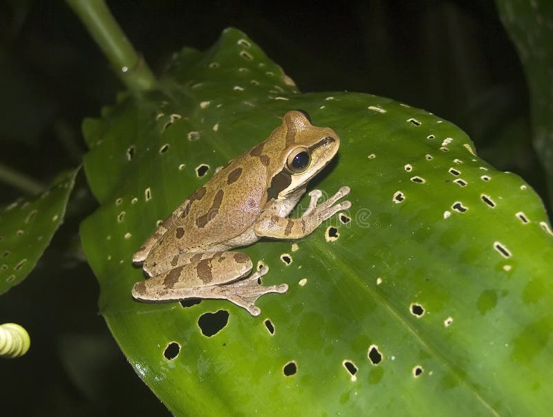Spotted frog stock image. Image of spot, humid, frog, amphibian - 197967