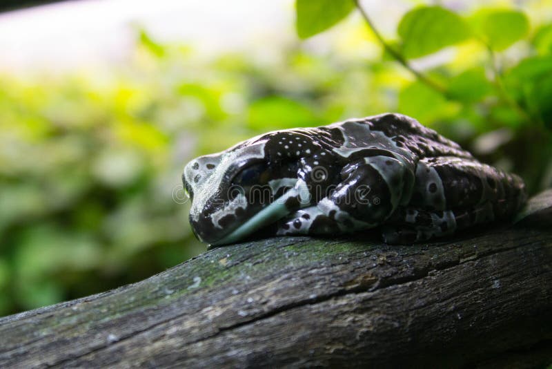 Spotty Frog is Dozing on a Dry Branch of a Tree Stock Photo - Image of ...