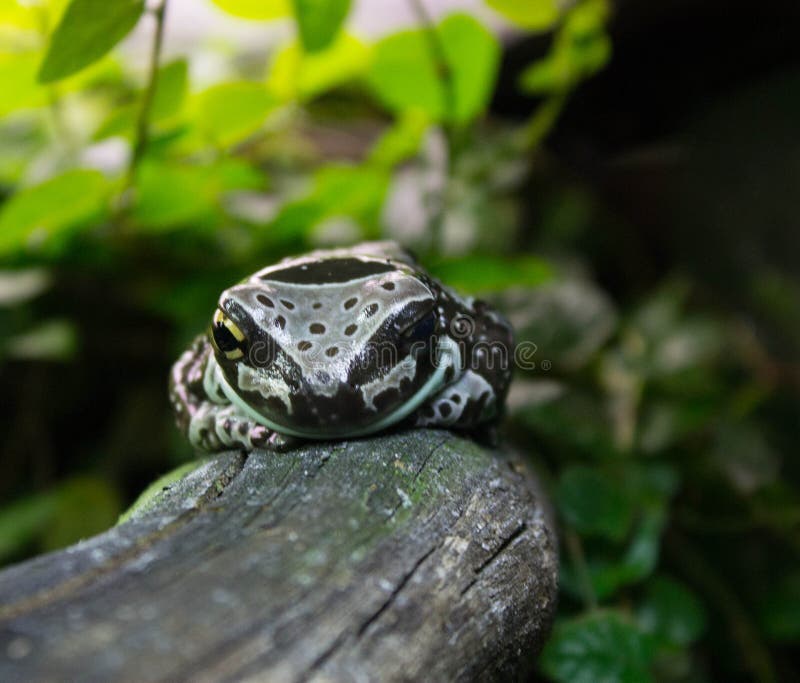 Spotty Frog is Dozing on a Dry Branch of a Tree Stock Image - Image of ...