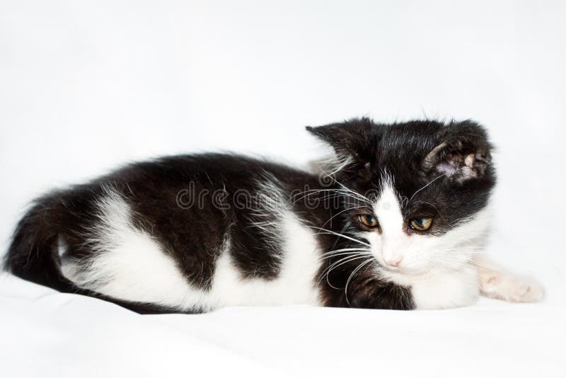 Spotted funny cat stock image. Image of closeup, striped - 77262255