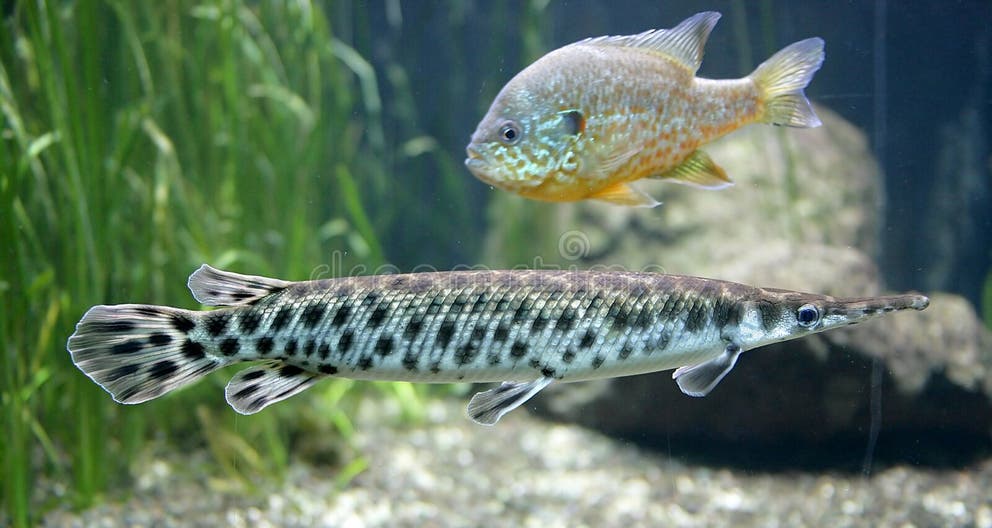Spotted gar 1 stock image. Image of ecology, nice, scaly - 2657279