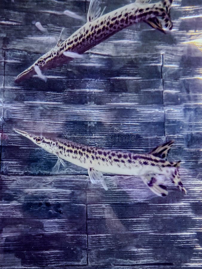 Spotted Gar Fish in Aquarium Stock Image - Image of aquarium, illusion ...