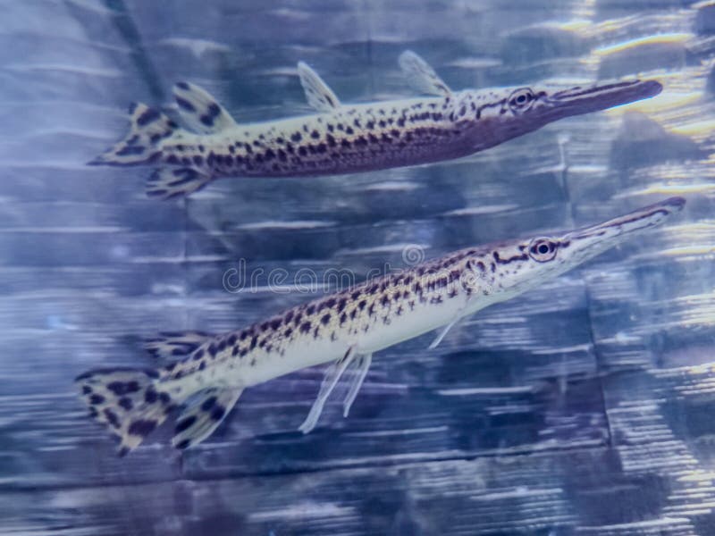 Spotted Gar Fish in Aquarium Stock Photo - Image of swimming, spotted ...