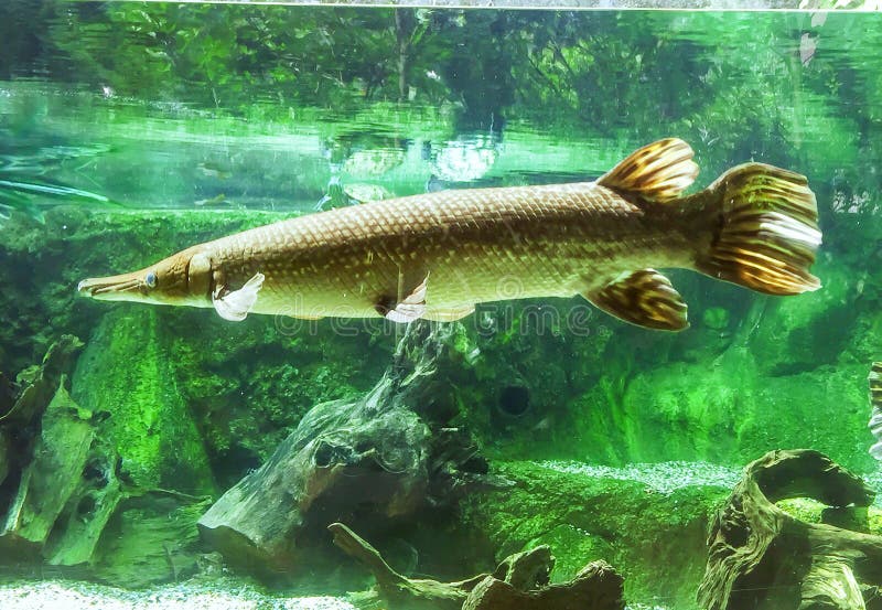 Spotted Gar Fish Swimming in Aquarium. Stock Photo - Image of swimming ...