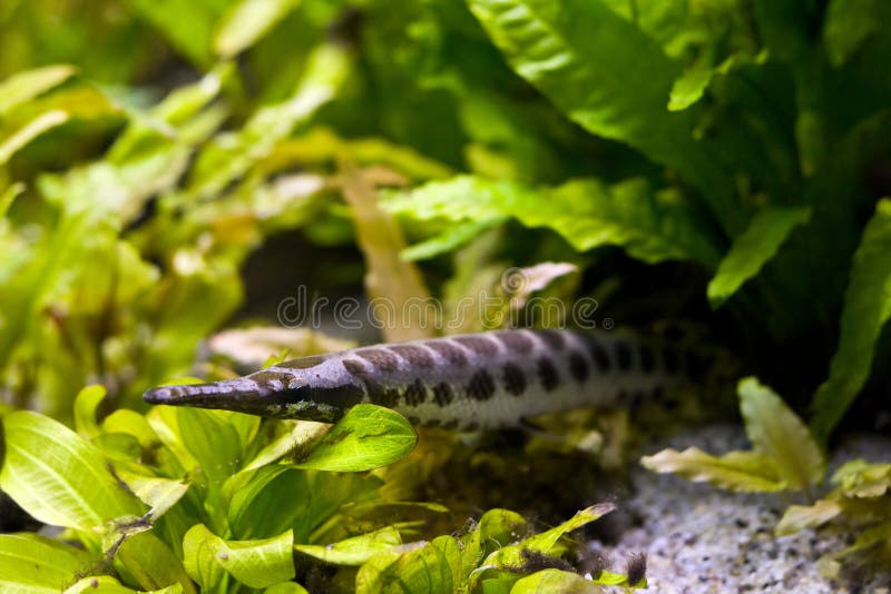 Spotted Gar (Lepisosteus Oculatus) Stock Photo - Image of underwater ...
