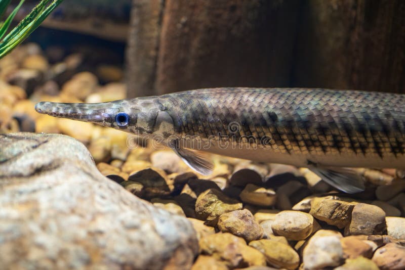 Spotted Gar - Freshwater Fish Stock Image - Image of america ...