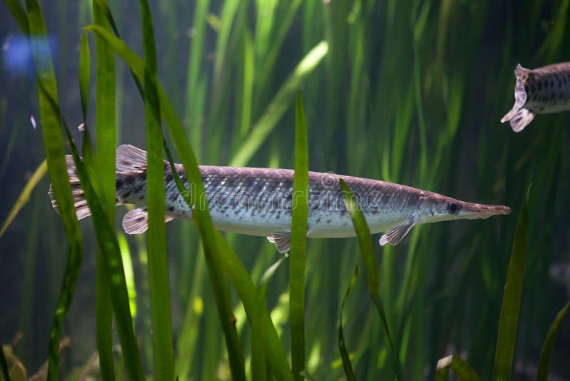 Spotted Gar Lepisosteus Oculatus. Stock Photo - Image of ...