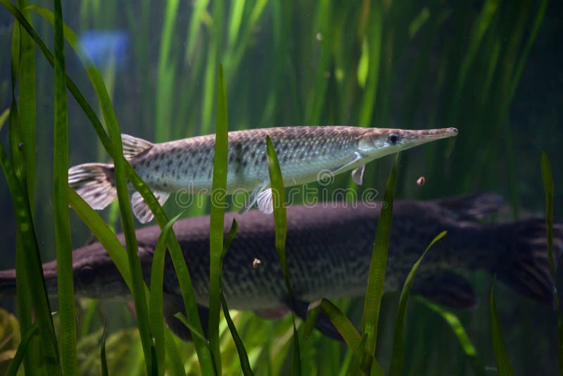 Spotted Gar Lepisosteus Oculatus. Stock Photo - Image of ...