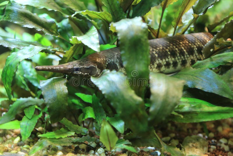 Spotted gar stock image. Image of nature, water, oculatus - 265833229