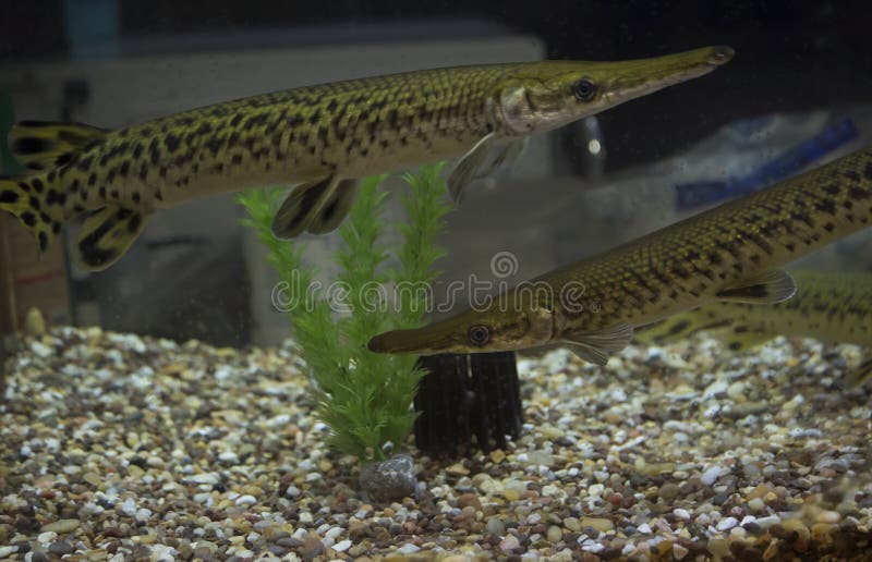 Spotted Gar stock photo. Image of florida, beauty, louisiana - 83221948