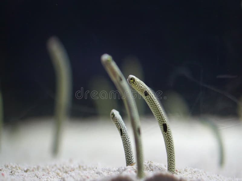 Spotted Garden Eel Small Little Creator Under the Sea Ocean Stock ...