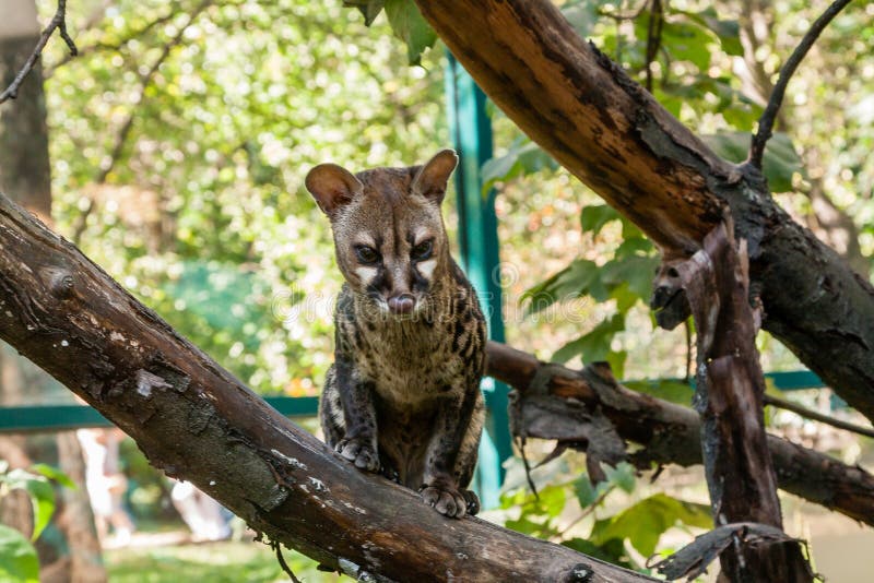 Spotted Genetta on a Branch Stock Image - Image of genet, long: 90601633