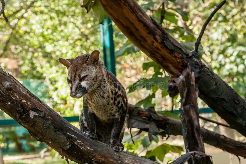 Spotted Genetta on a Branch Stock Photo - Image of genetta, night: 90601316