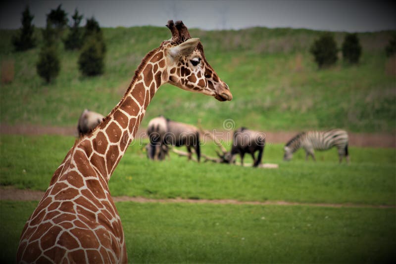 Spotted Cute Giraffe stock image. Image of portrait - 115978797
