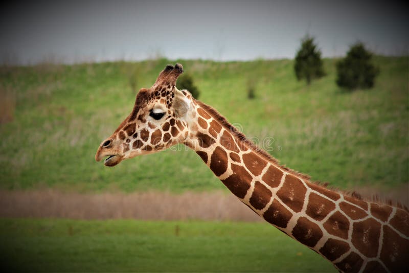 Spotted Cute Giraffe stock photo. Image of environmental - 115978816