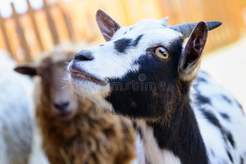 Spotted goat farm animal stock image. Image of pasture - 71211931
