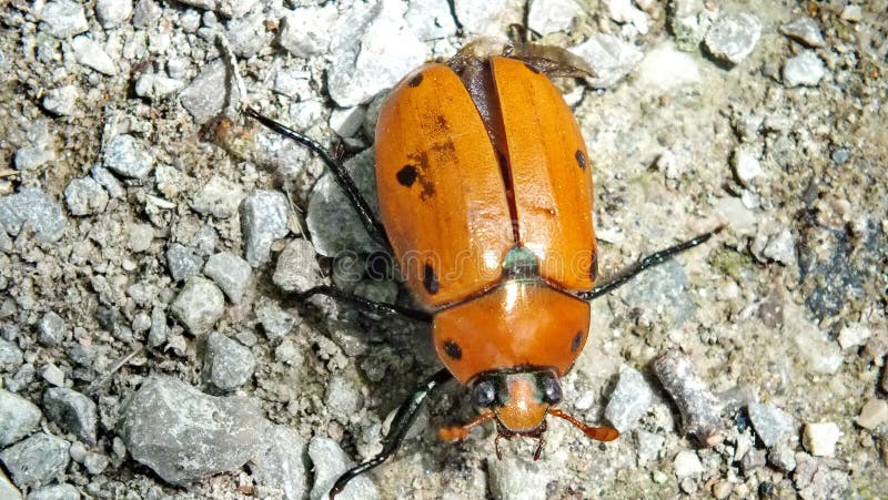 Brown spotted beetle stock image. Image of outdoors, closeup - 11161075