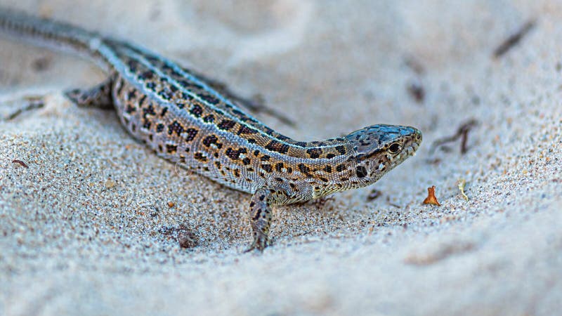 A Spotted Gray Lizard Crawls Along the Sand of the River Bank Stock ...