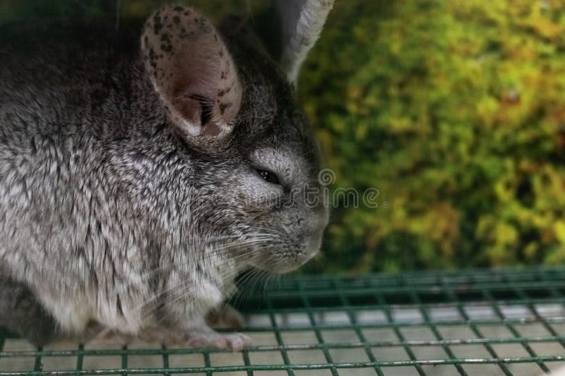 Spotted Gray Rabbit in a Cage, Closeup Portrait Stock Photo - Image of ...