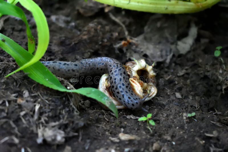 Spotted Gray Snail without a Shell Stock Image - Image of background ...