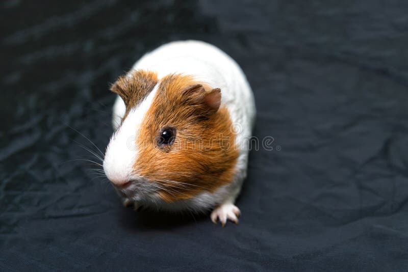 Spotted a Guinea Pig with Spots of White and Red Colors Stock Photo ...