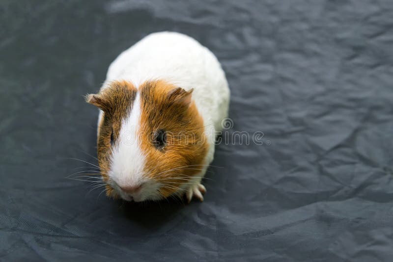 Spotted a Guinea Pig with Spots of White and Red Colors Stock Photo ...