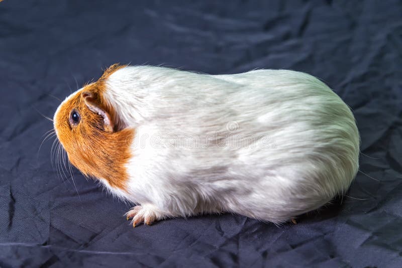 Spotted a Guinea Pig with Spots of White and Red Colors Stock Photo ...